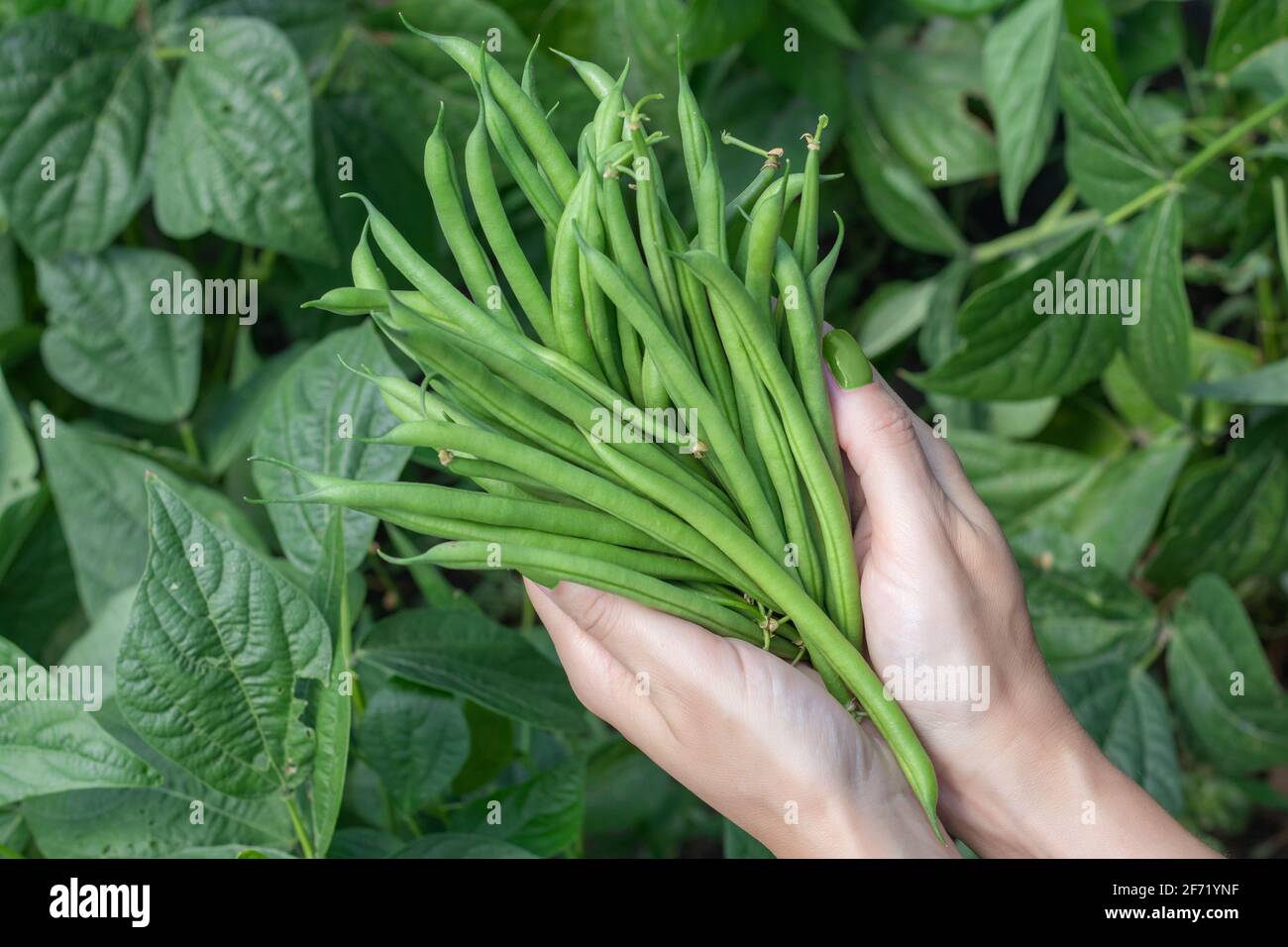 Harvest of green fresh beans in a garden. Hands hold green beans Stock ...