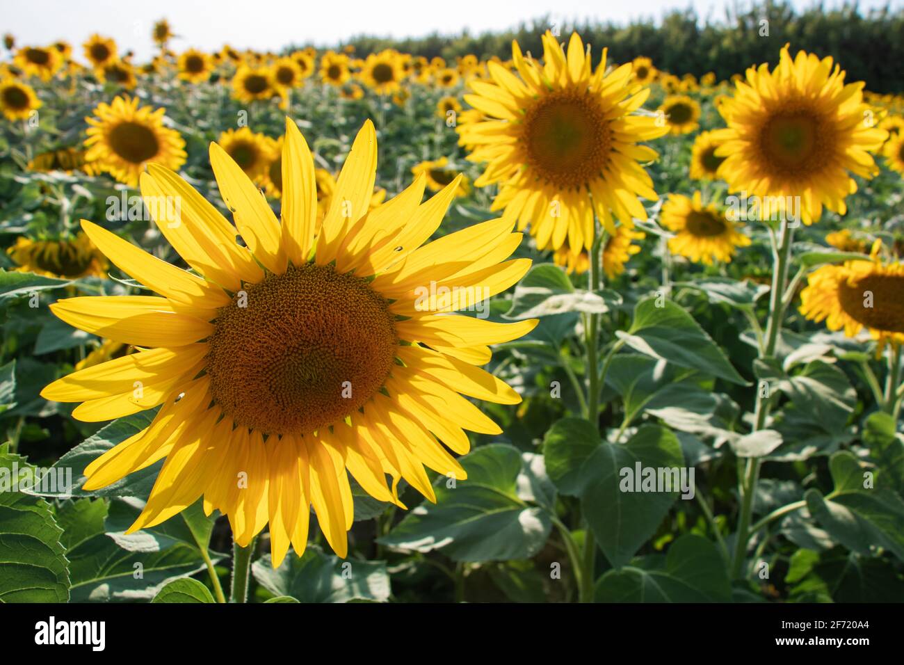 Sunflower natural background. Sunflower blooming Stock Photo - Alamy