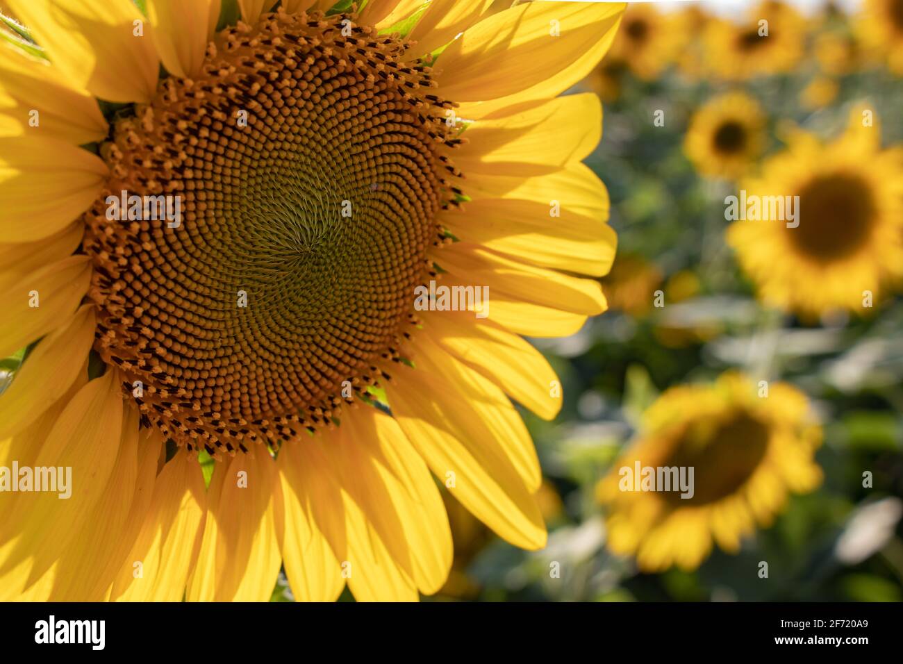 Sunflower natural background. Sunflower blooming Stock Photo - Alamy