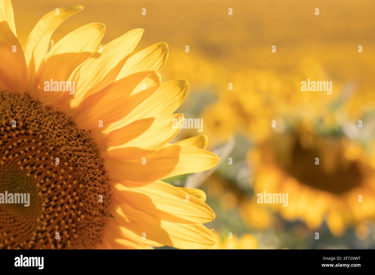 Rays of sunshine and the rays of the sunflower hi-res stock photography ...
