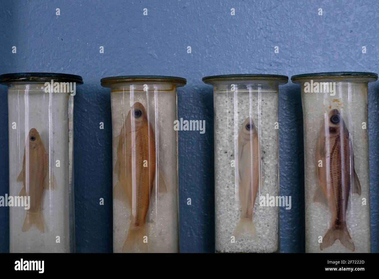 Types of fish hi-res stock photography and images - Alamy