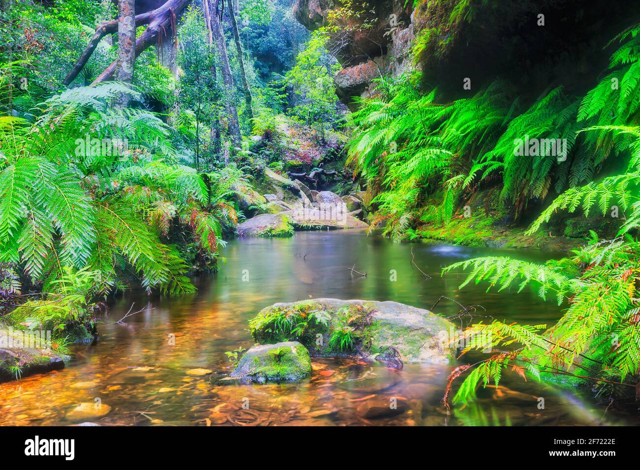 Rain in temperate cold rainforest of Australia - the Grand Canyon walk ...