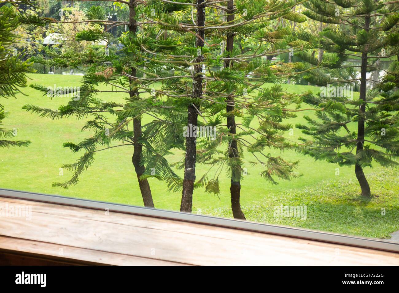 Green small leaves of conifer branch in lush garden, stock photo Stock ...