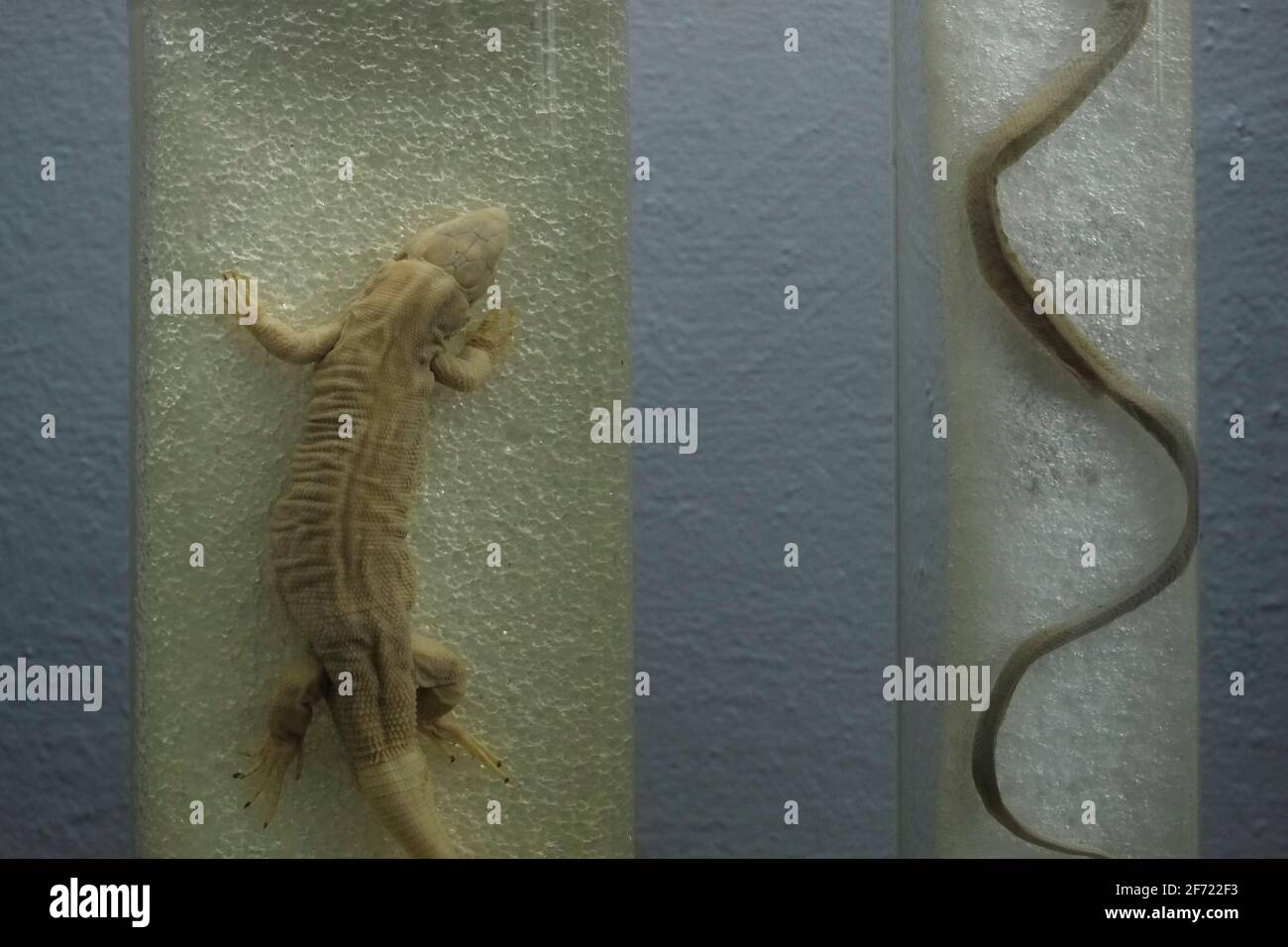 Formaldehyde jar hi-res stock photography and images - Alamy