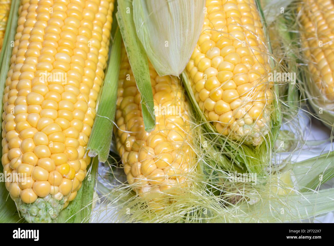 Fresh corn cob on tree hi-res stock photography and images - Alamy