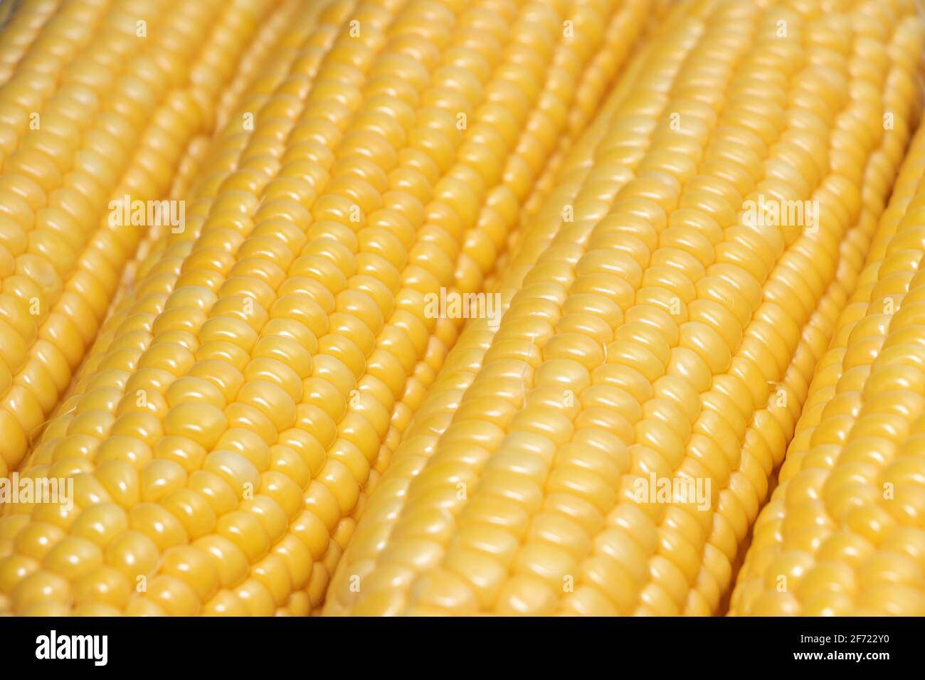 Grains of ripe corn hi-res stock photography and images - Alamy