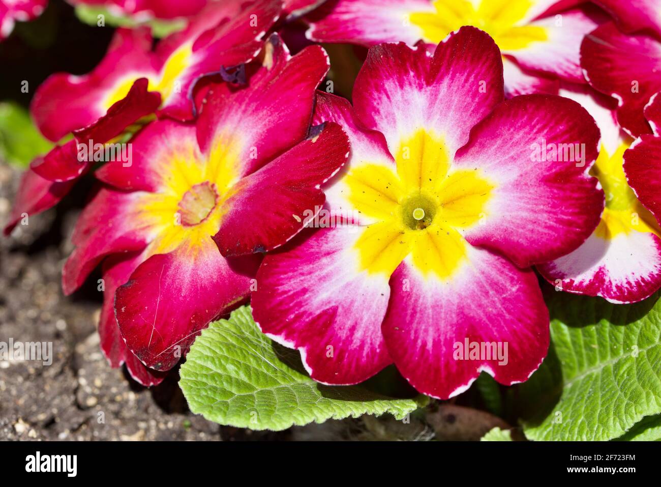 Primrose 'Purple Flame' Stock Photo - Alamy