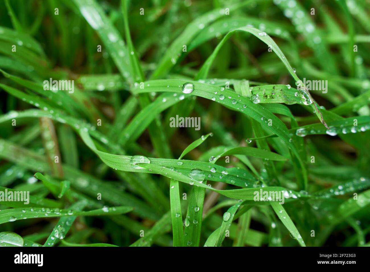 Drops dew grass in spring hi-res stock photography and images - Alamy