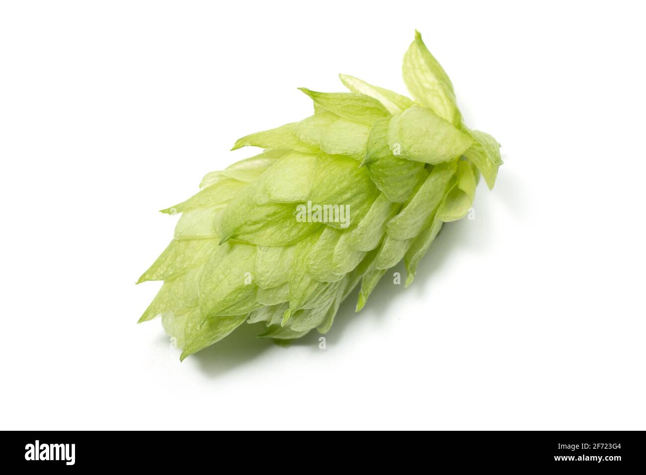 Hop cone isolated on white background Stock Photo - Alamy