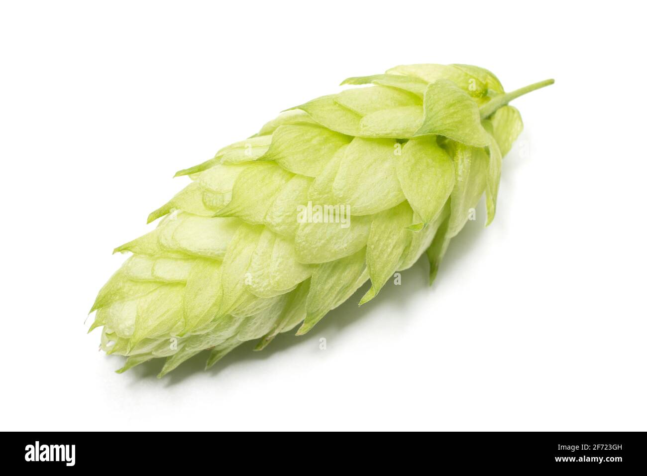 Hop cone isolated on white background Stock Photo - Alamy