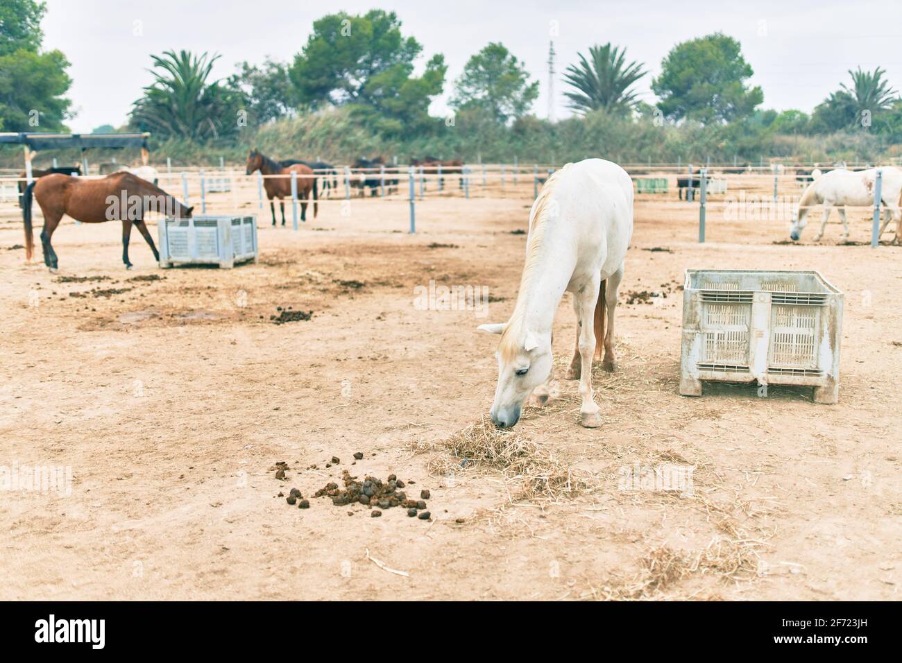 Adorable horses at the farm Stock Photo - Alamy