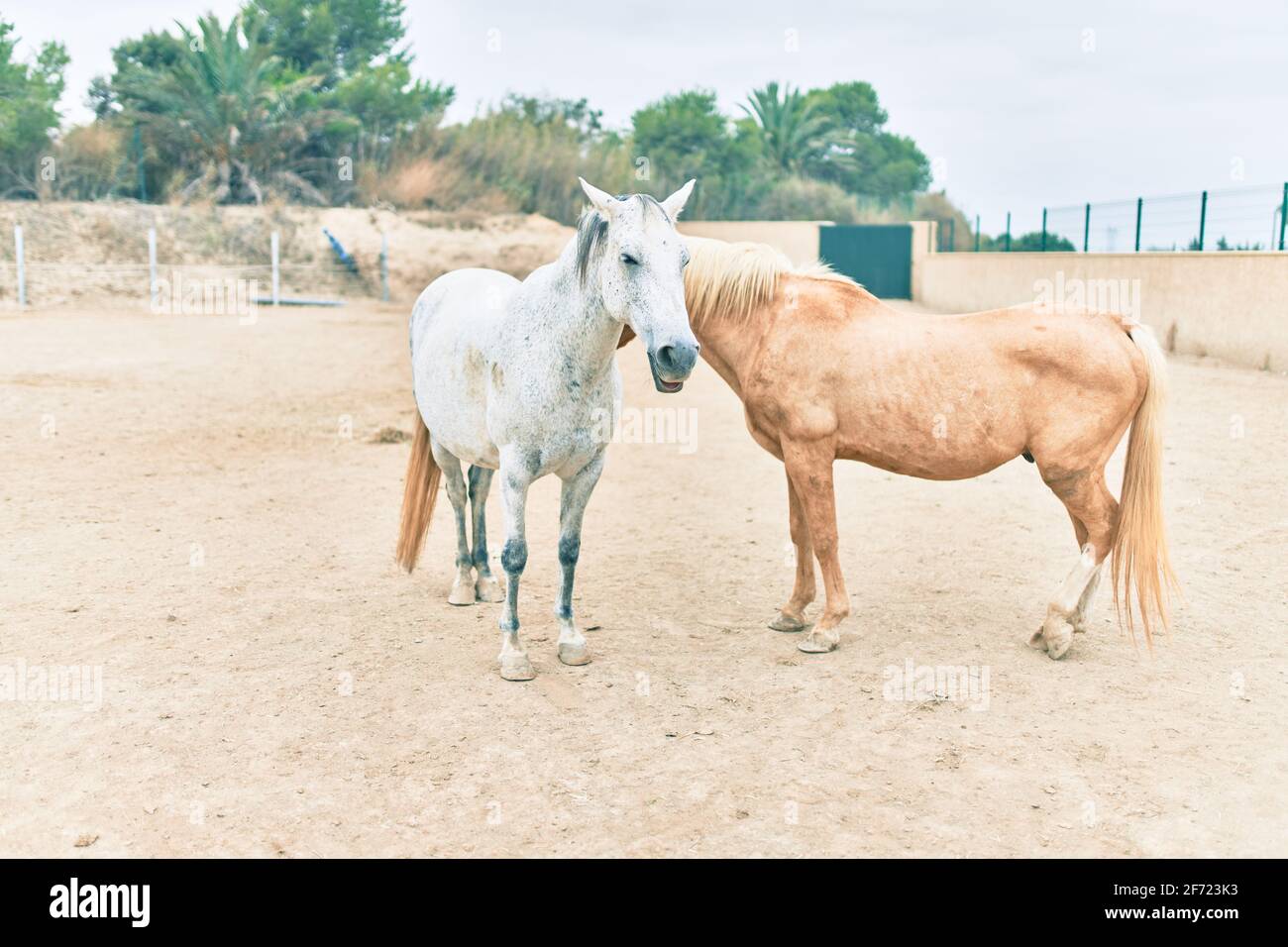 Adorable horses at the farm Stock Photo - Alamy