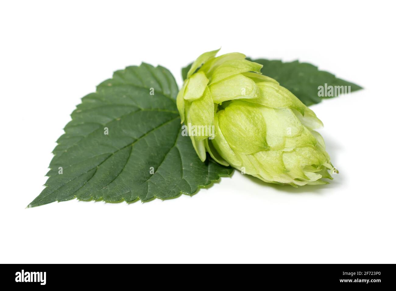 Hop cone with leaf. Isolated on white Stock Photo - Alamy