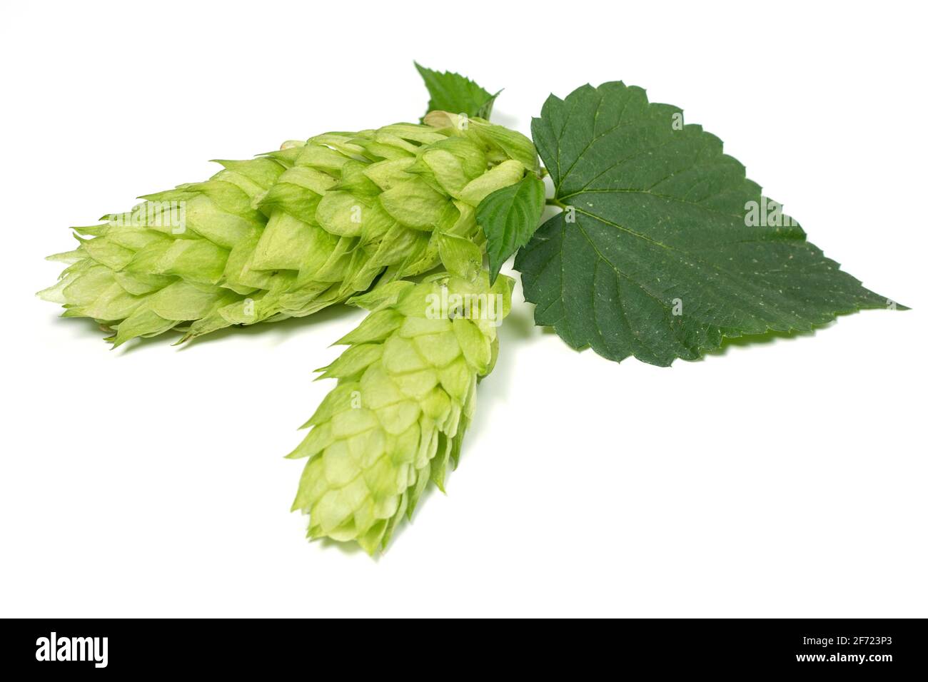Hop cone with leaf. Isolated on white Stock Photo - Alamy