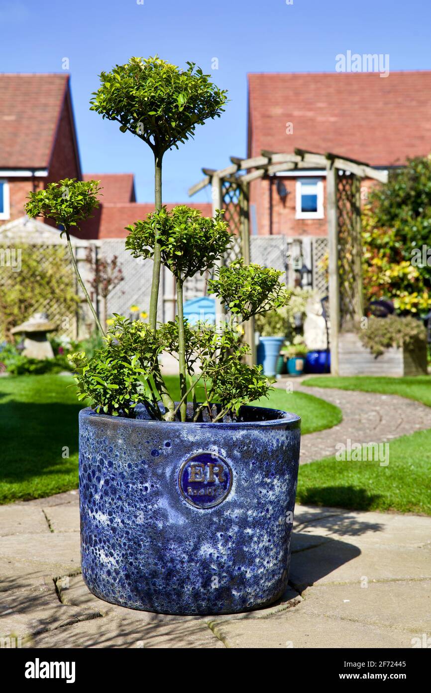 Japanese cloud tree topiary hi-res stock photography and images - Alamy