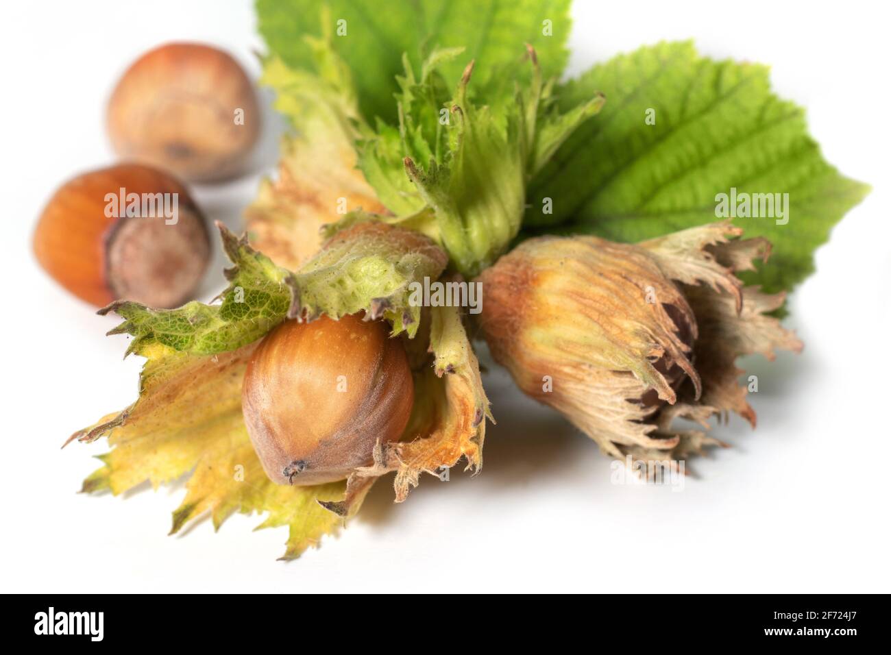Hazelnuts isolated with filbert leaves on a white background. Corylus ...