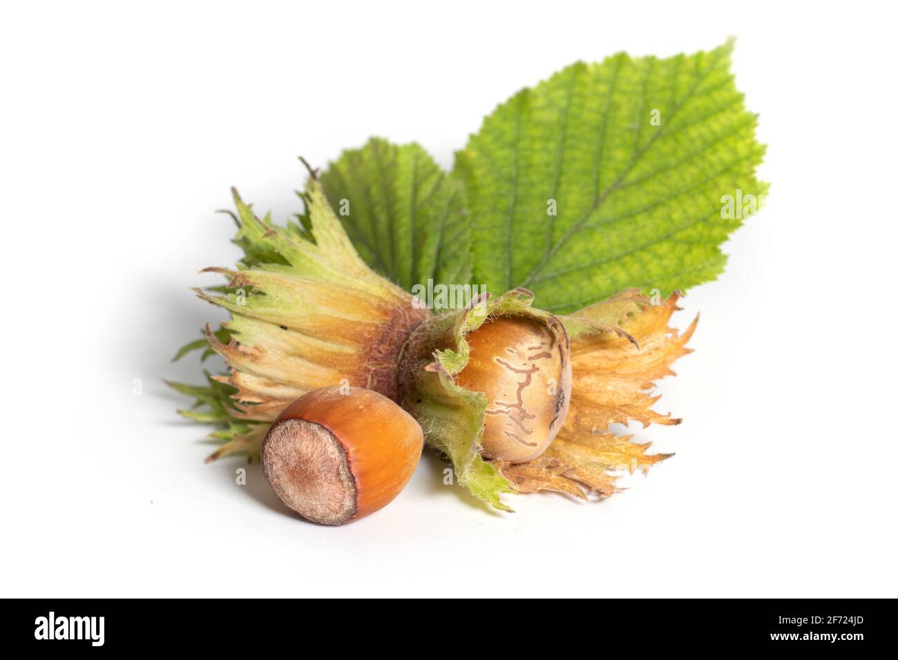 Hazelnuts isolated with filbert leaves on a white background. Corylus ...