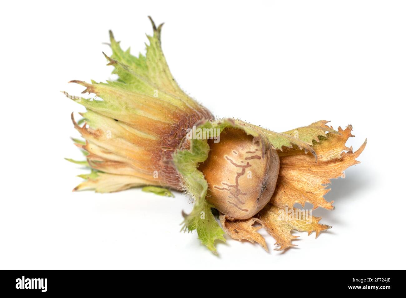 Fresh hazelnut close up isolated on white background Stock Photo - Alamy