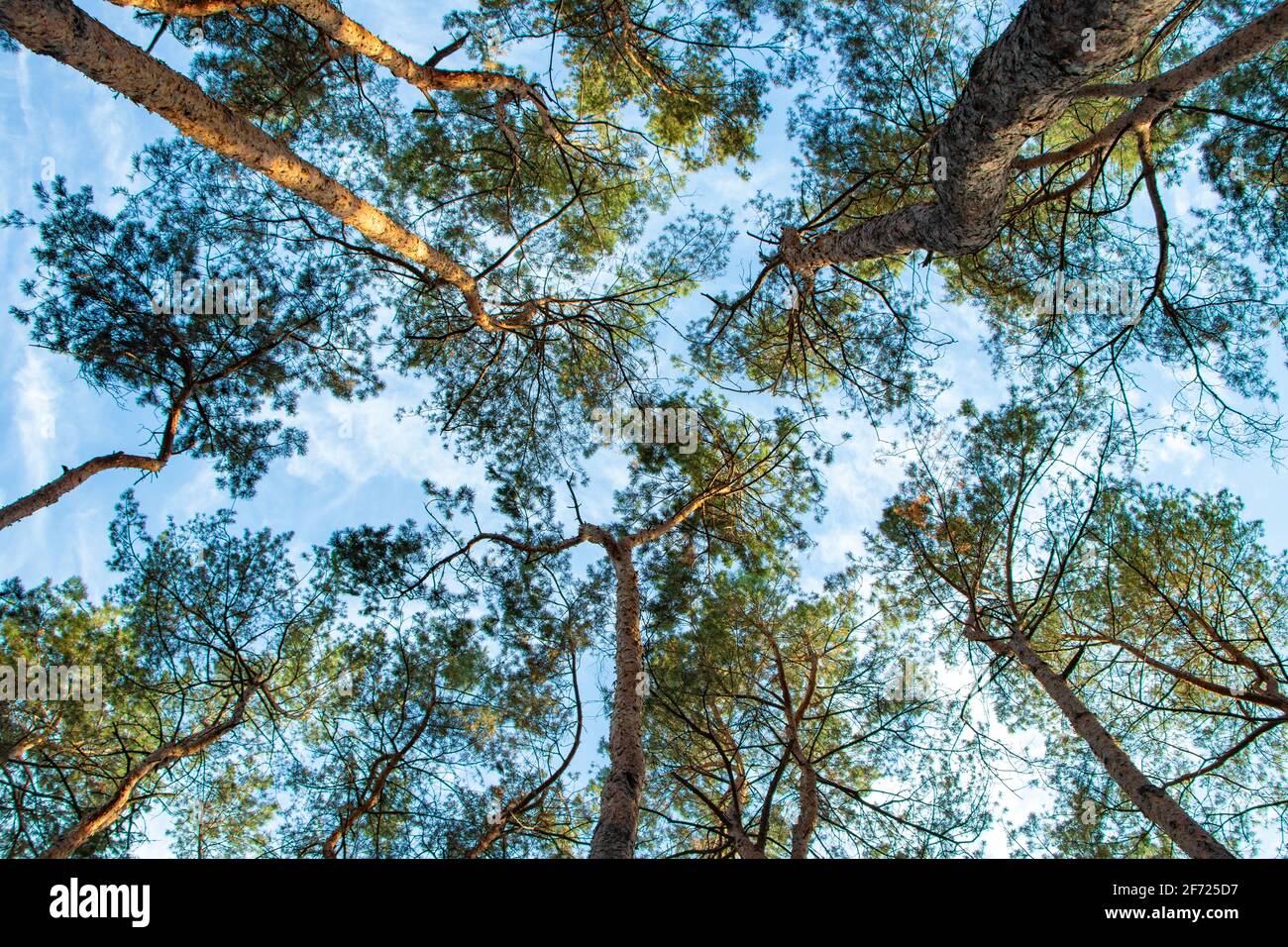 White birch tree tops hi-res stock photography and images - Alamy