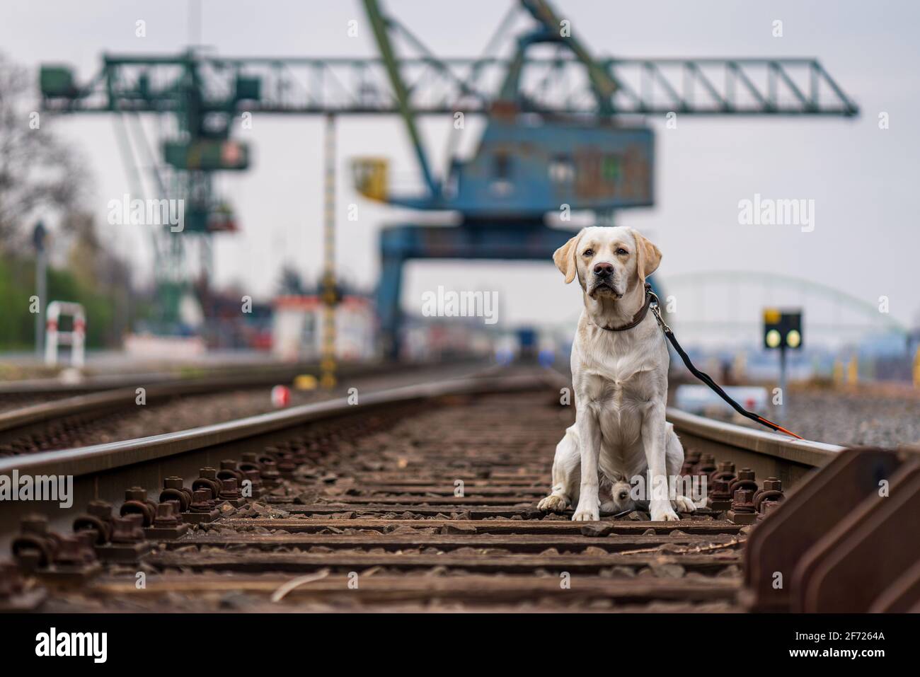 Portrait of a dog on railroad tracks. Labrador Retriever Stock Photo ...