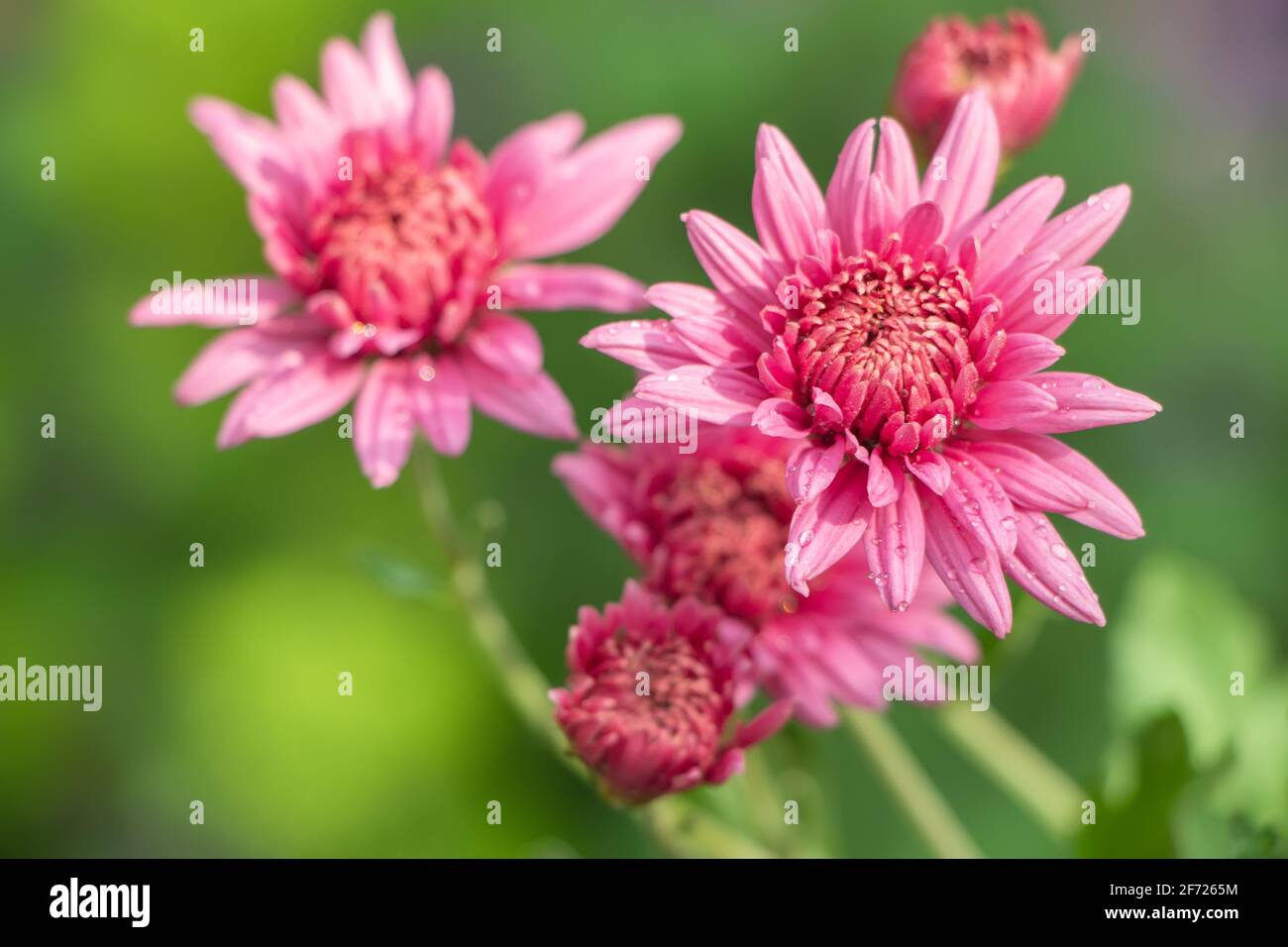 Pink flowers of the aster. Aster Dumosus Stock Photo - Alamy
