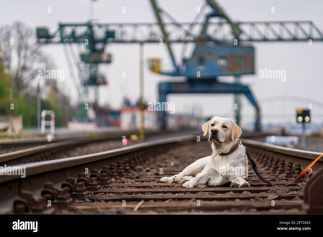 Portrait of a dog on railroad tracks. Labrador Retriever Stock Photo ...