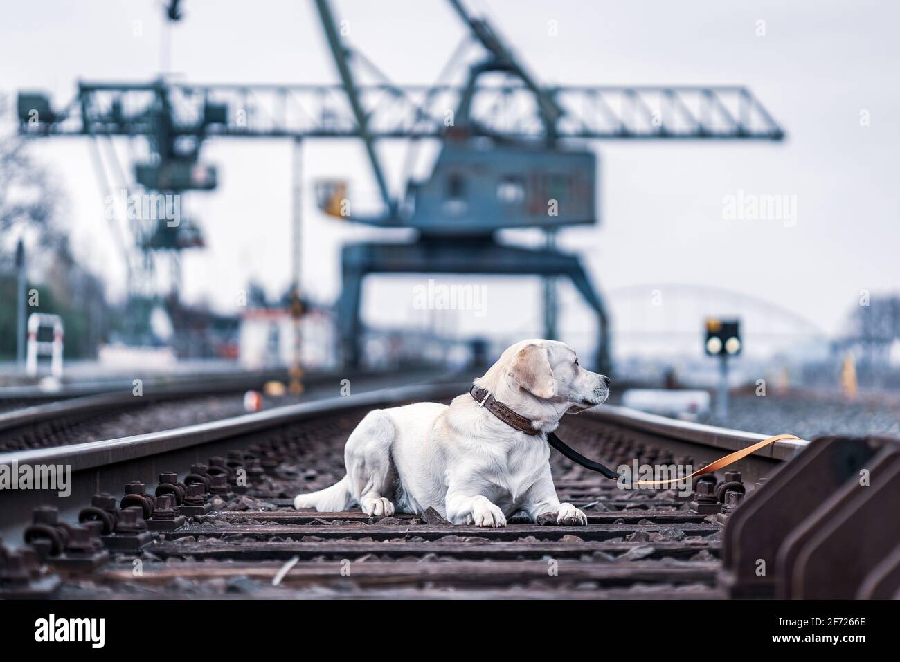 Portrait of a dog on railroad tracks. Labrador Retriever Stock Photo ...