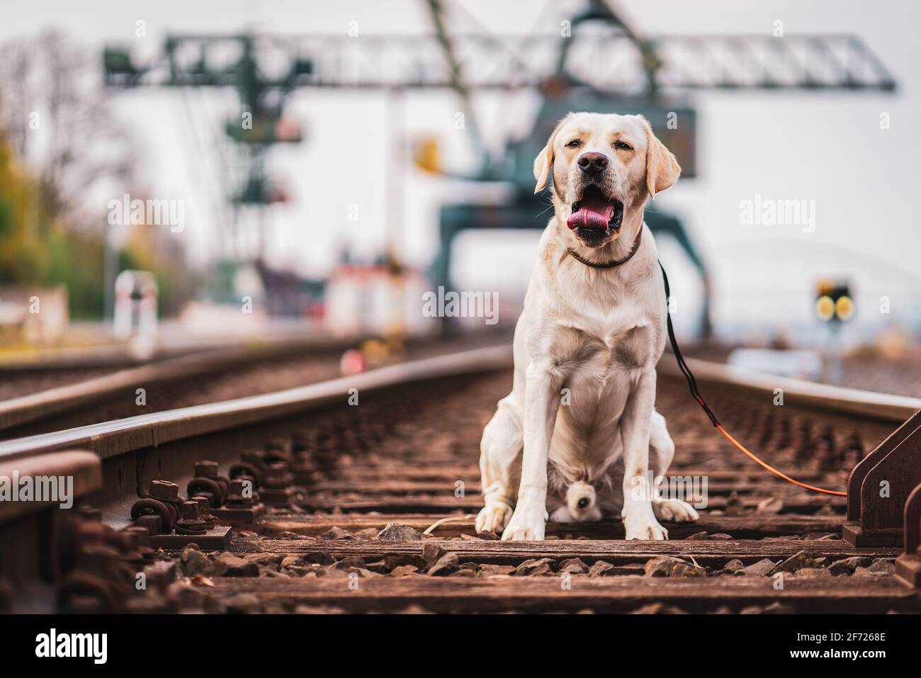 Portrait of a dog on railroad tracks. Labrador Retriever Stock Photo ...