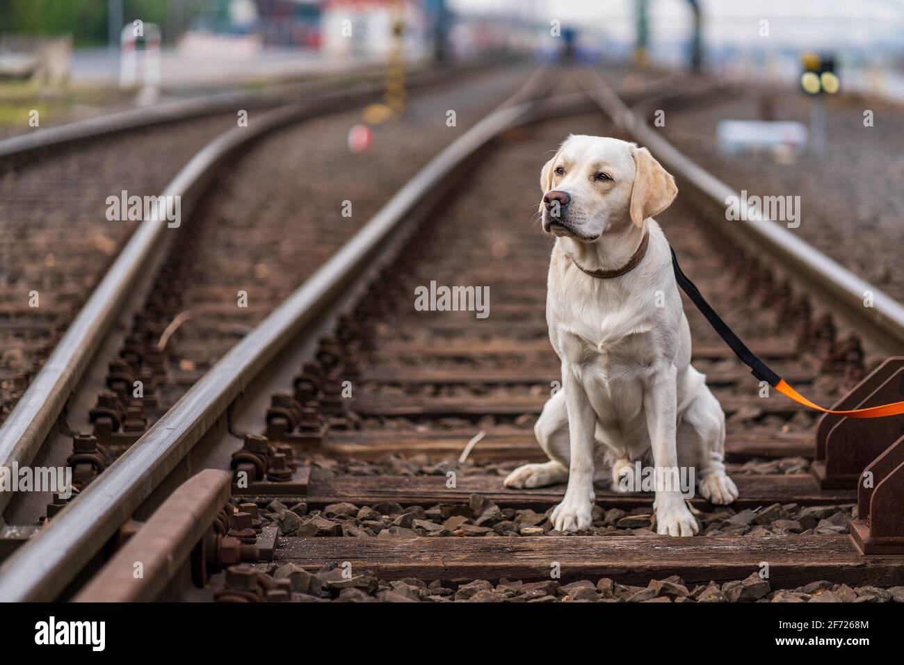 Portrait of a dog on railroad tracks. Labrador Retriever Stock Photo ...