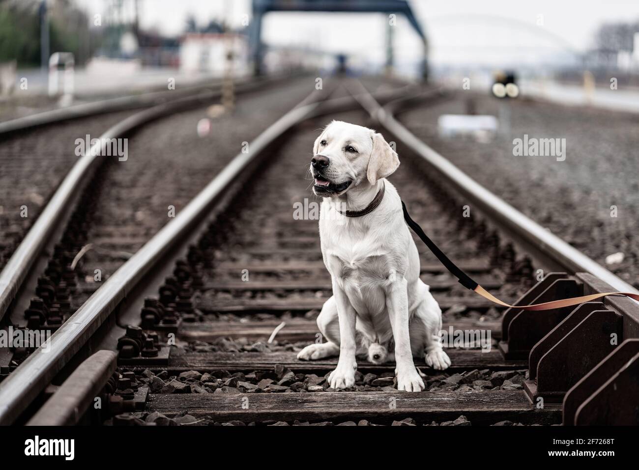 Portrait of a dog on railroad tracks. Labrador Retriever Stock Photo ...