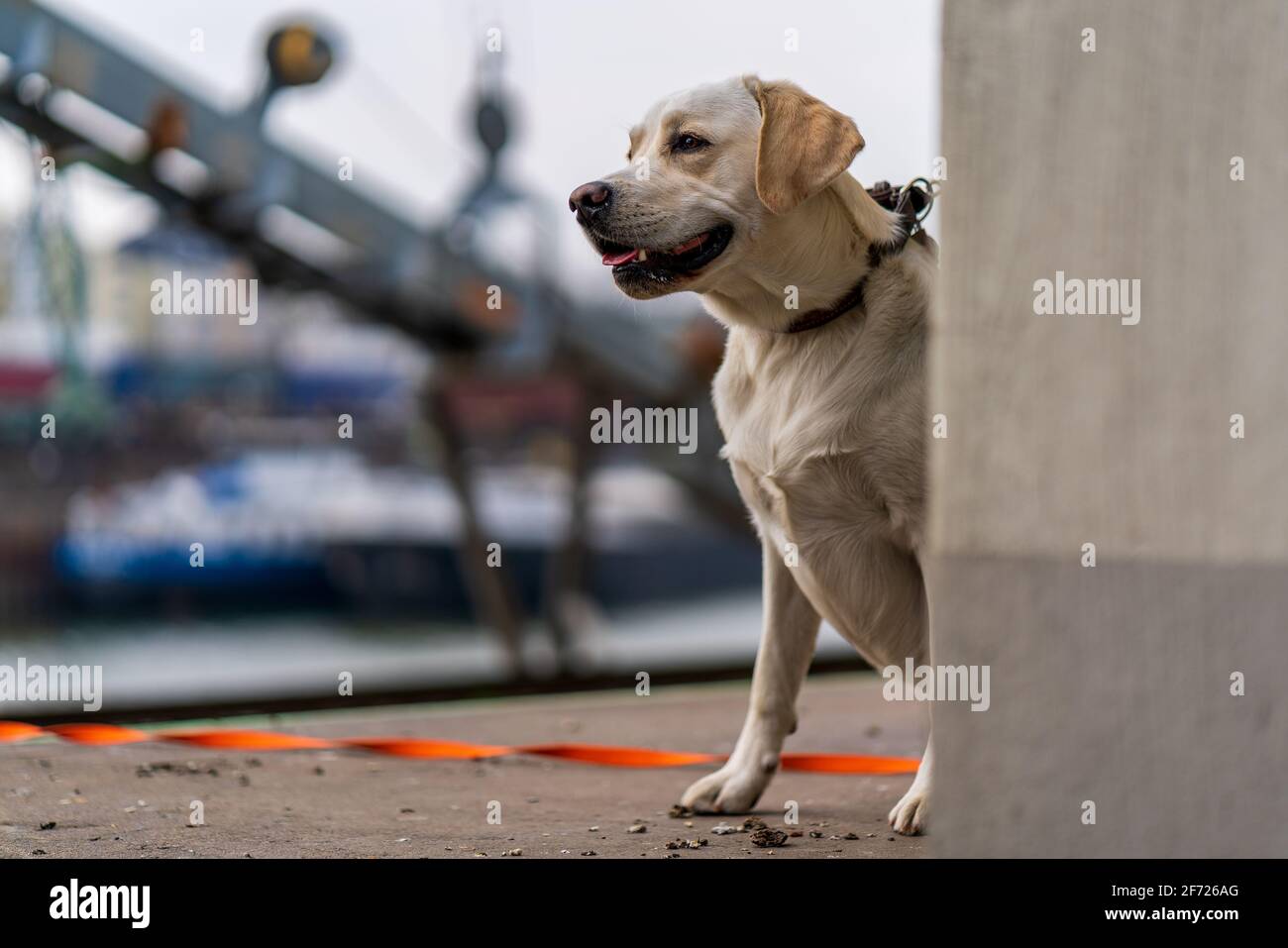 Close up portrait of a dog, Labrador Retriever Stock Photo - Alamy