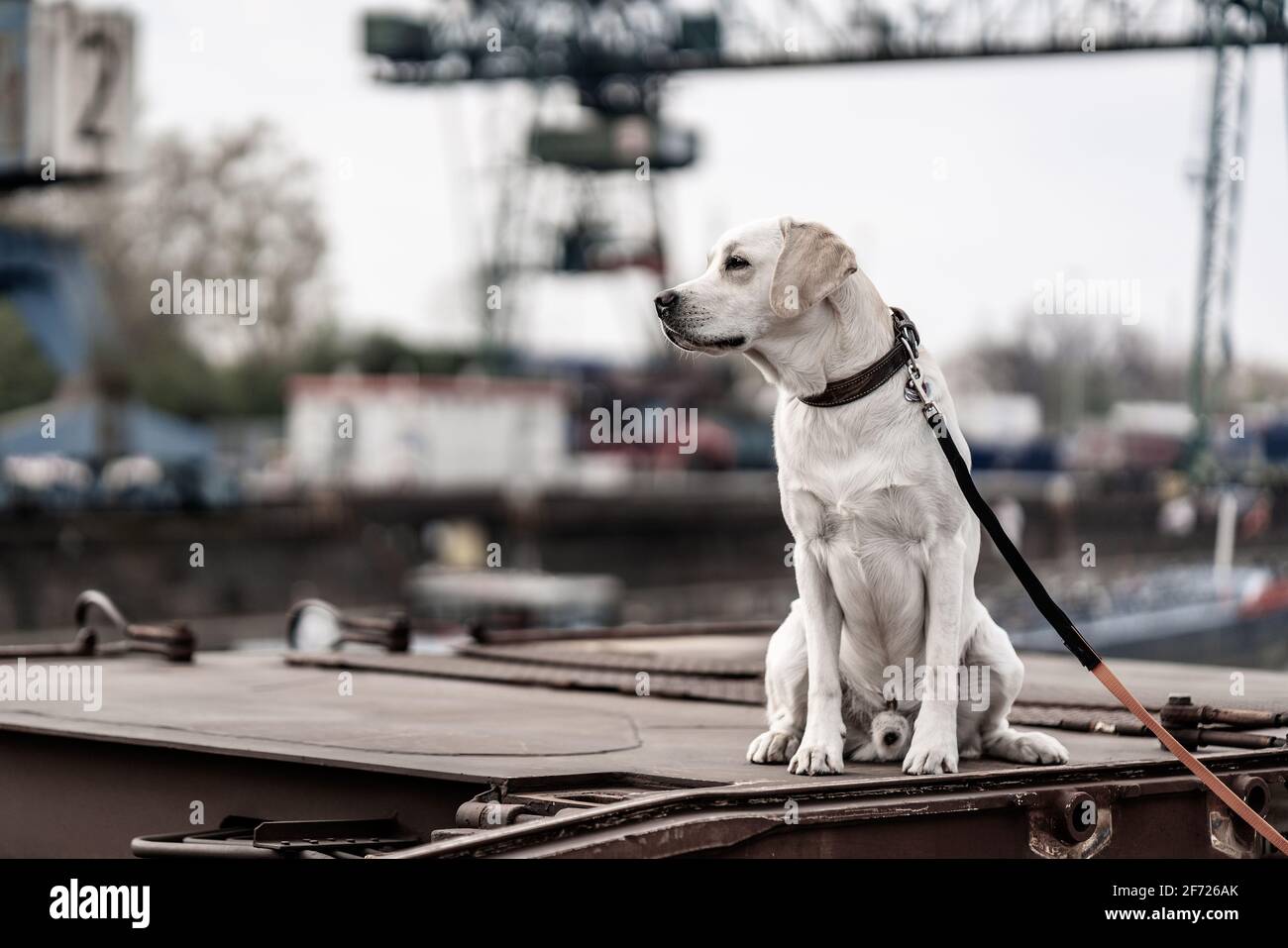 Portrait of a dog on railroad car, Labrador Retriever Stock Photo - Alamy