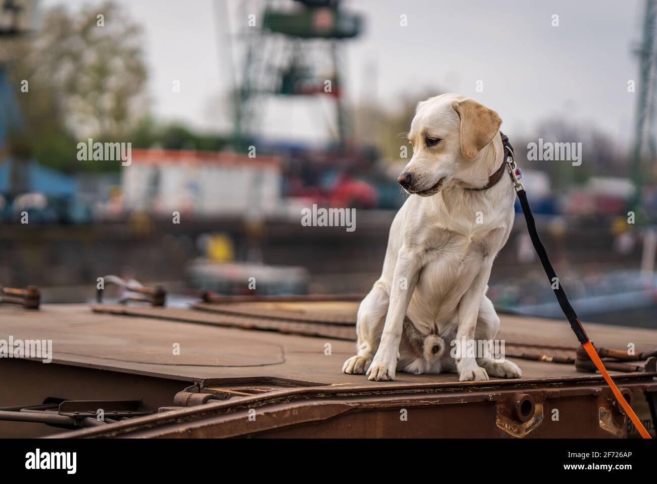 Portrait of a dog on railroad car, Labrador Retriever Stock Photo - Alamy