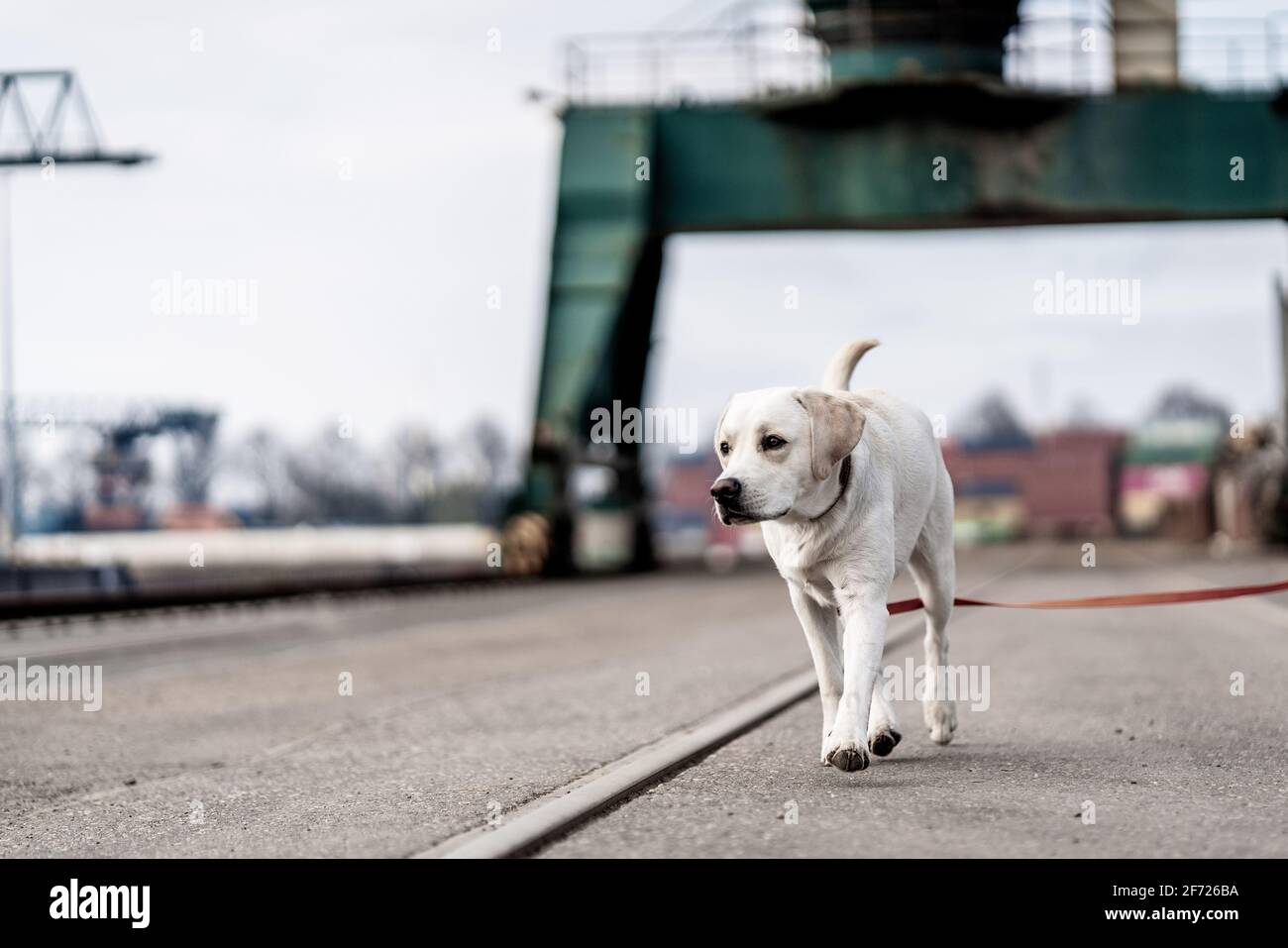 Portrait of a dog in industrial docks, Labrador Retriever Stock Photo ...