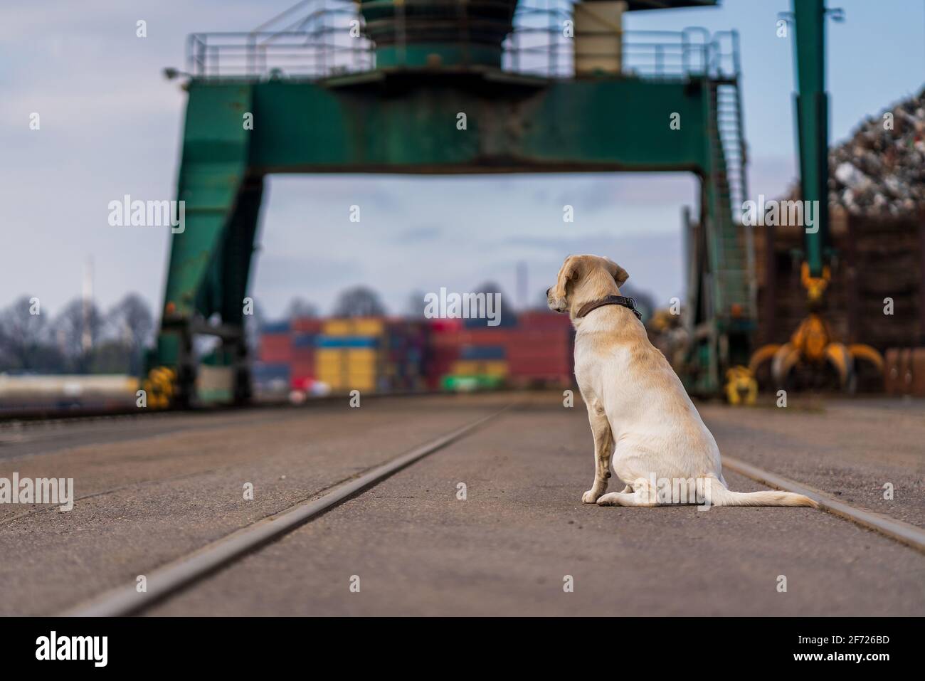 Portrait of a dog in industrial docks, Labrador Retriever Stock Photo ...
