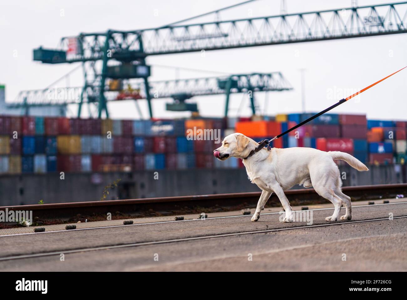 Portrait of a dog in industrial docks, Labrador Retriever Stock Photo ...