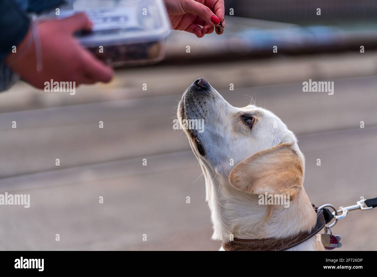 Close up portrait of a dog, Labrador Retriever Stock Photo - Alamy