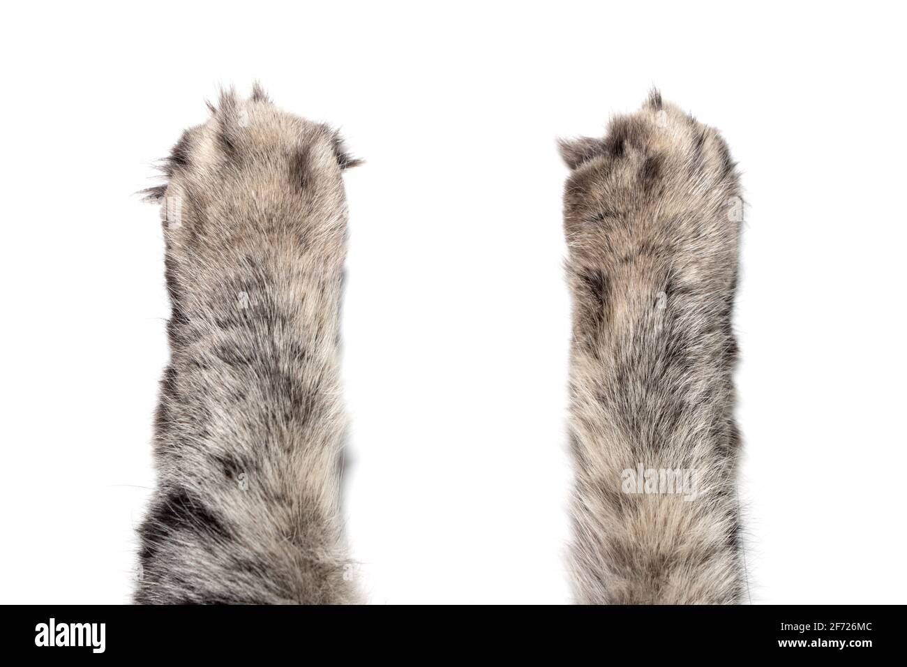 White toe fur Cut Out Stock Images & Pictures - Alamy