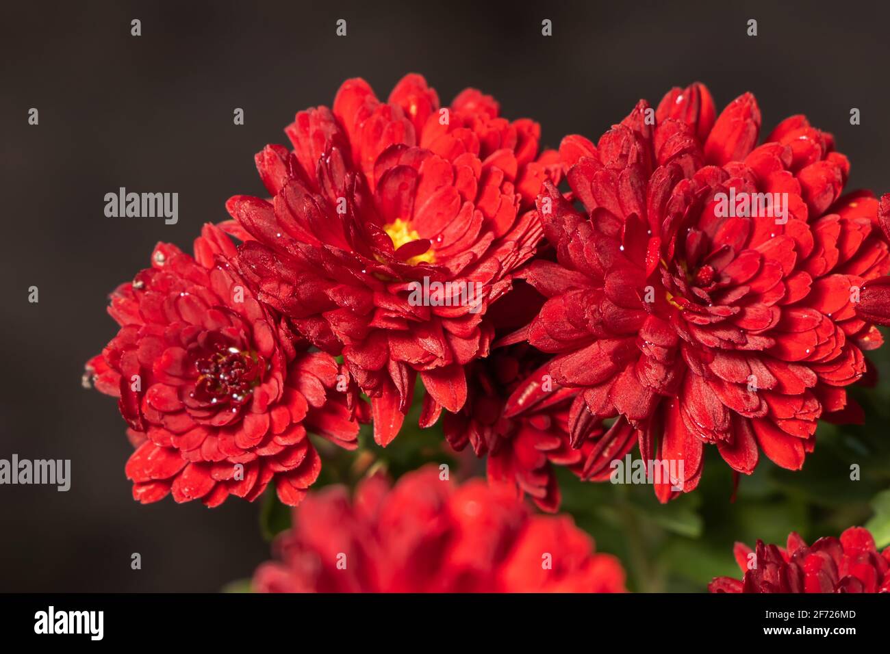 Dark rusty red aster dumosus flowers with yellow middles in german ...