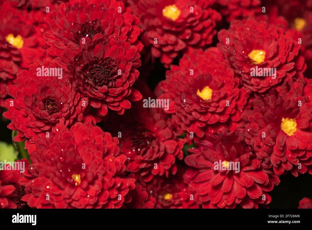 Dark rusty red aster dumosus flowers with yellow middles in german ...