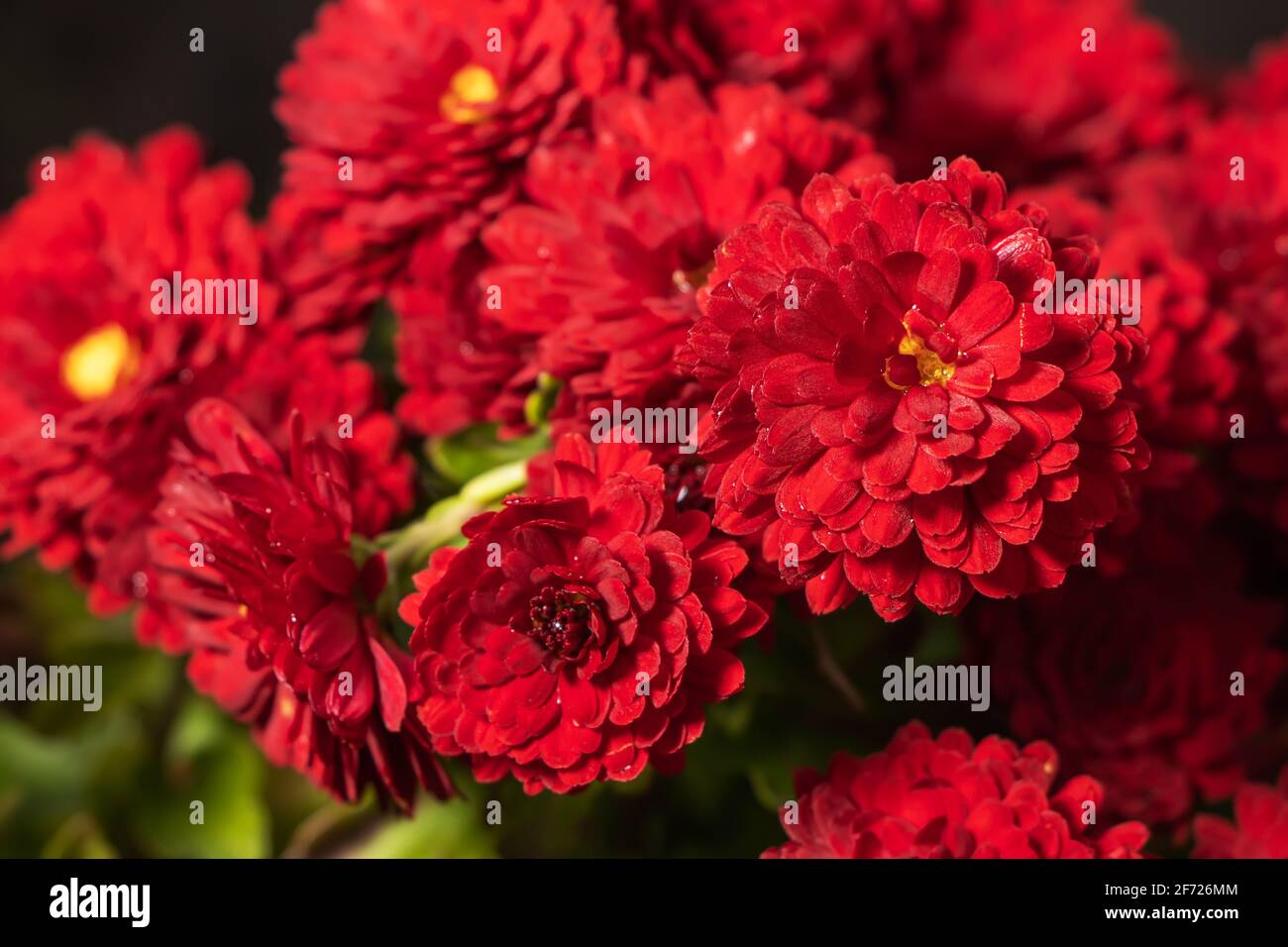 Dark rusty red aster dumosus flowers with yellow middles in german ...