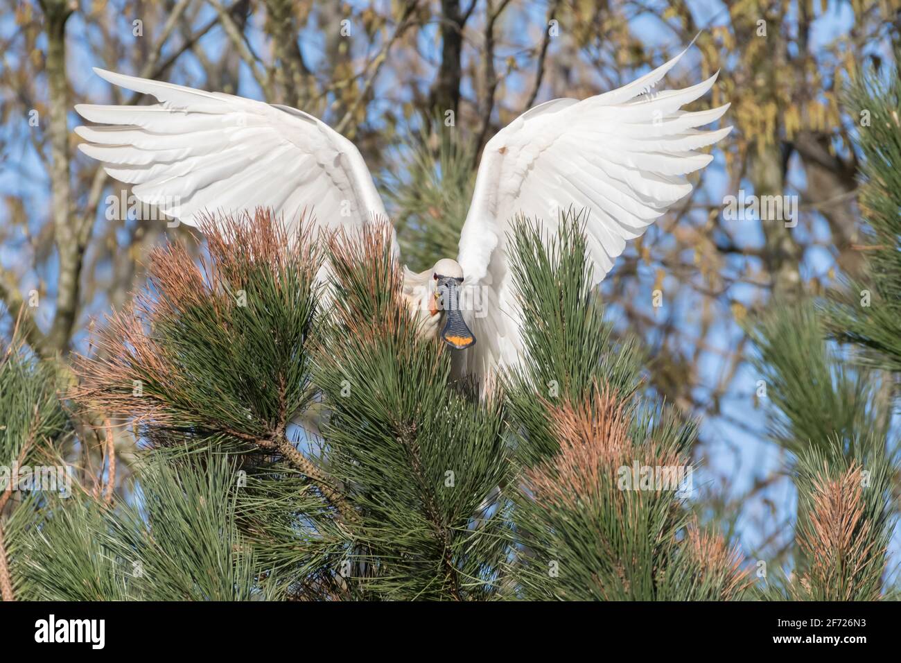 Eurasian spoonbill (Platalea leucorodia) flaps its wings in the top of ...