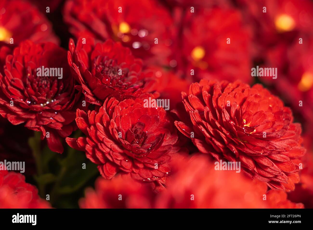 Dark rusty red aster dumosus flowers with yellow middles in german ...