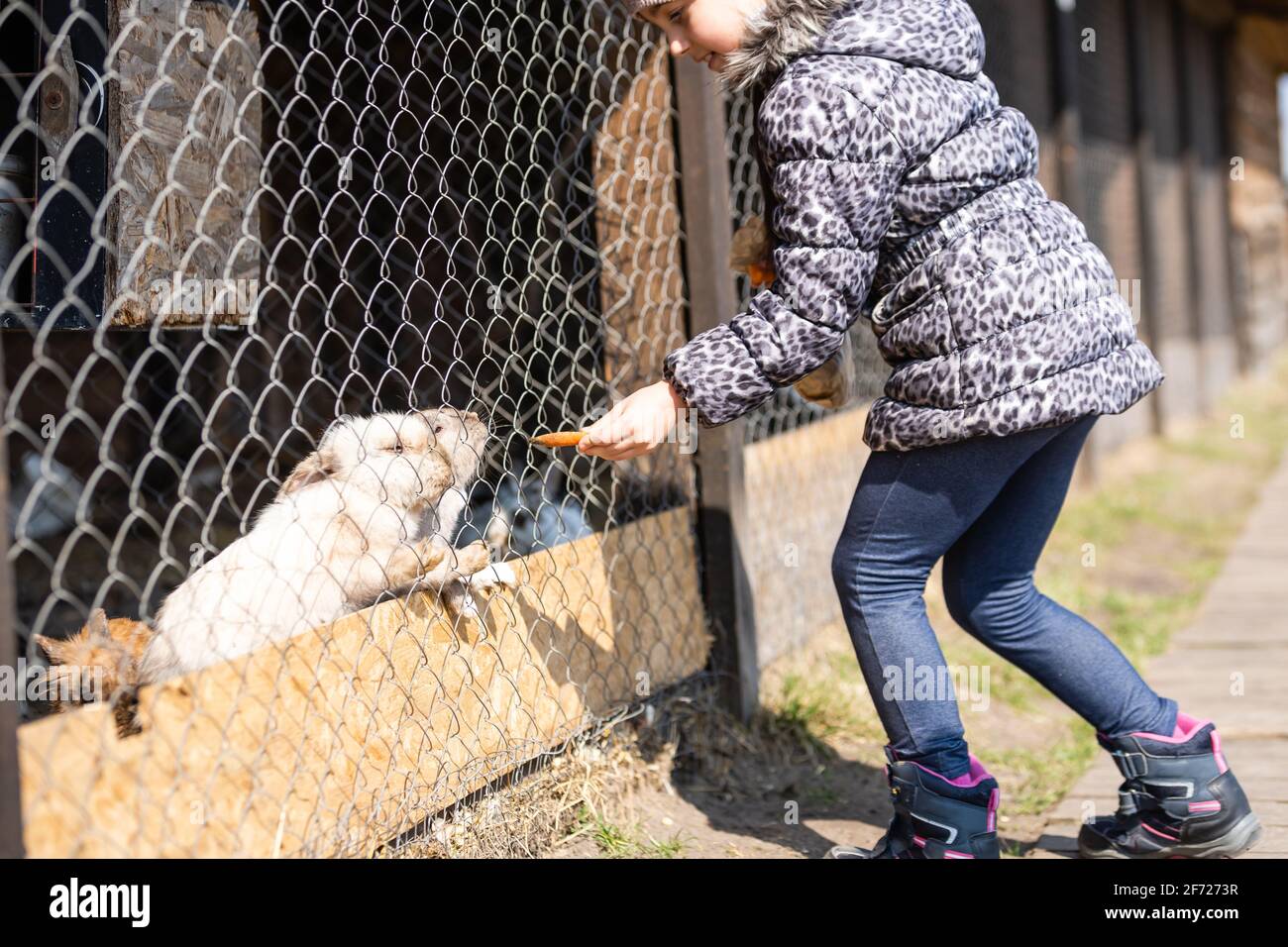 Little braided girl in warm hoodied violet nylon vest is feeding farm ...