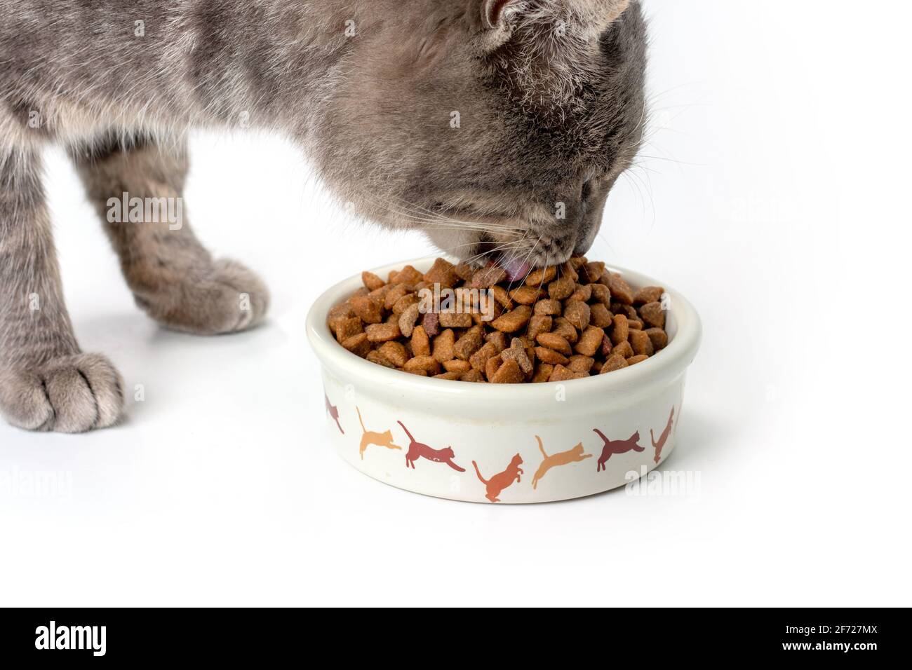 Adorable tabby cat eating from hi-res stock photography and images - Alamy
