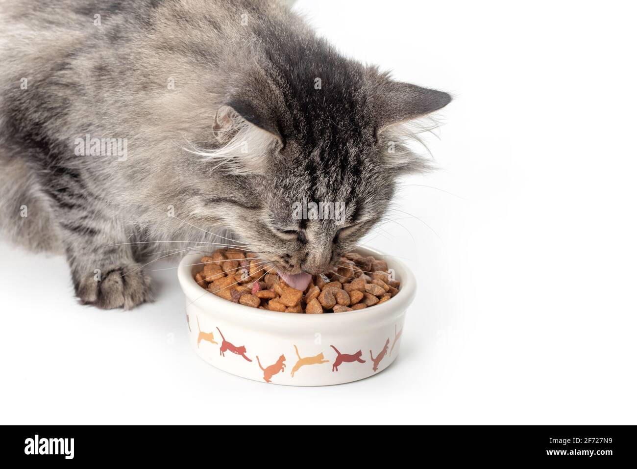 Adorable tabby cat eating from hi-res stock photography and images - Alamy