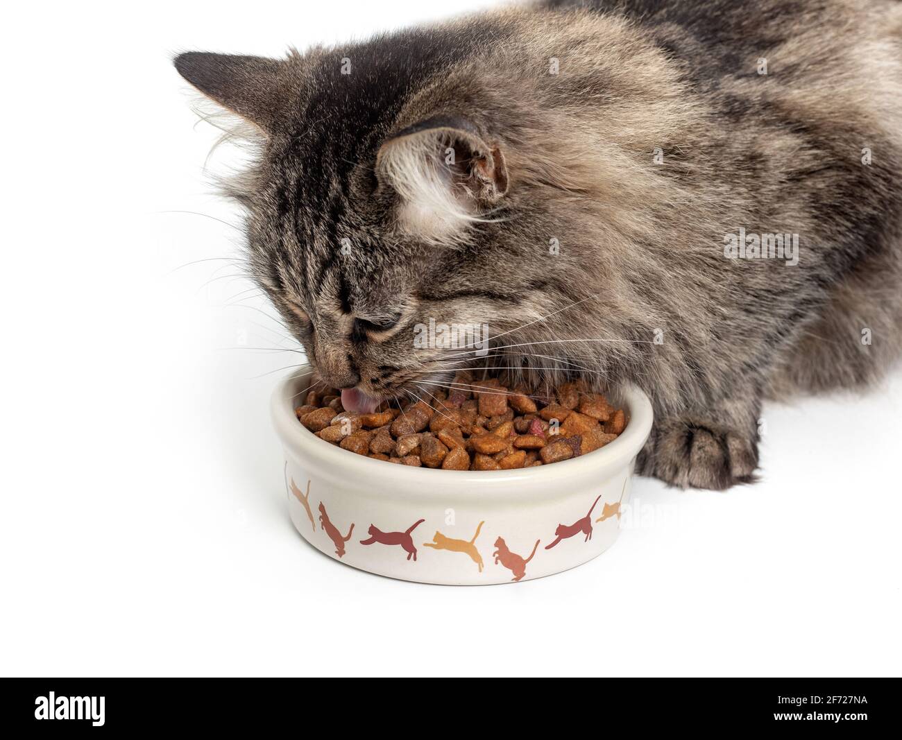Closeup of cat eating food from a bowl on white background Stock Photo ...