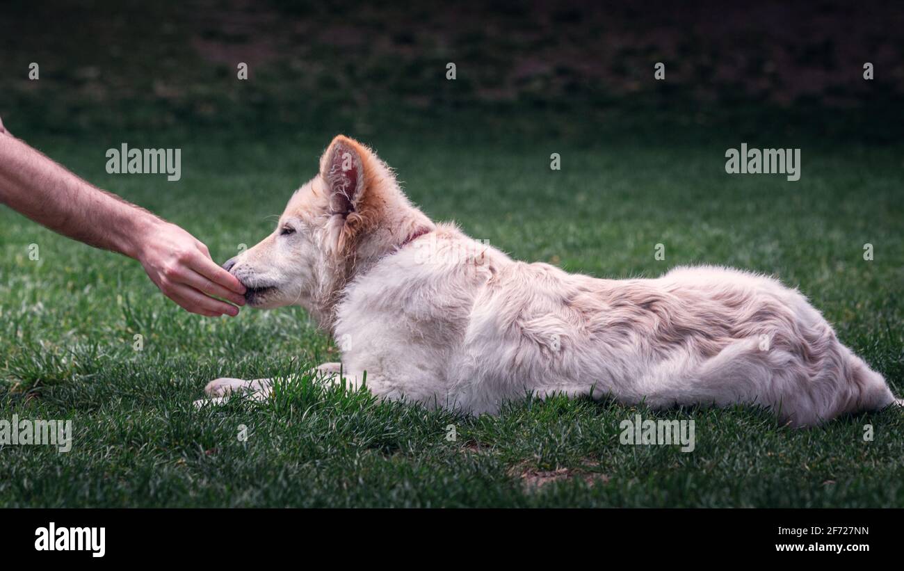 Black white sheltie hi-res stock photography and images - Alamy