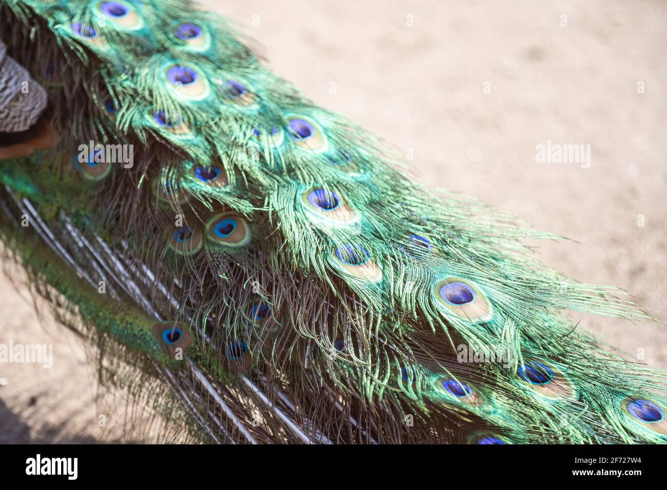 full frame abstract background with some colorful peacock feathers ...