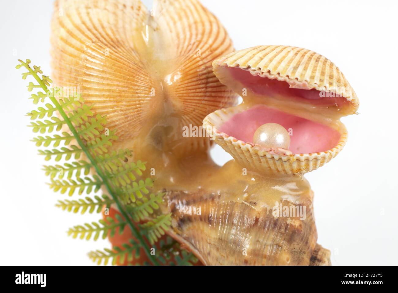 Scallop shell beach open hi-res stock photography and images - Alamy